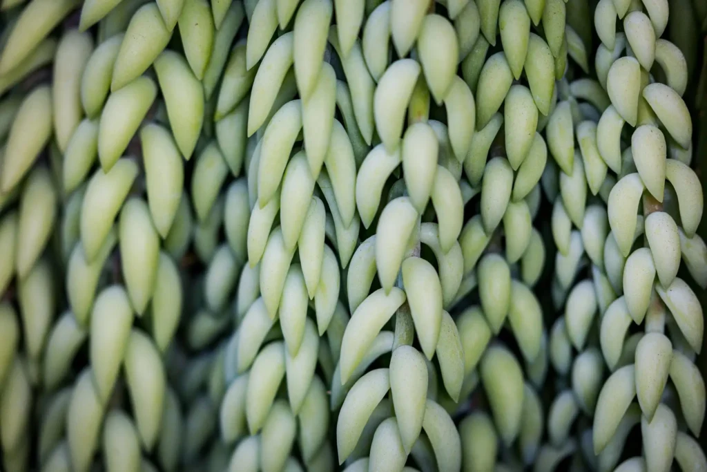 How to Care for a Donkey Tail Plant Like a Pro